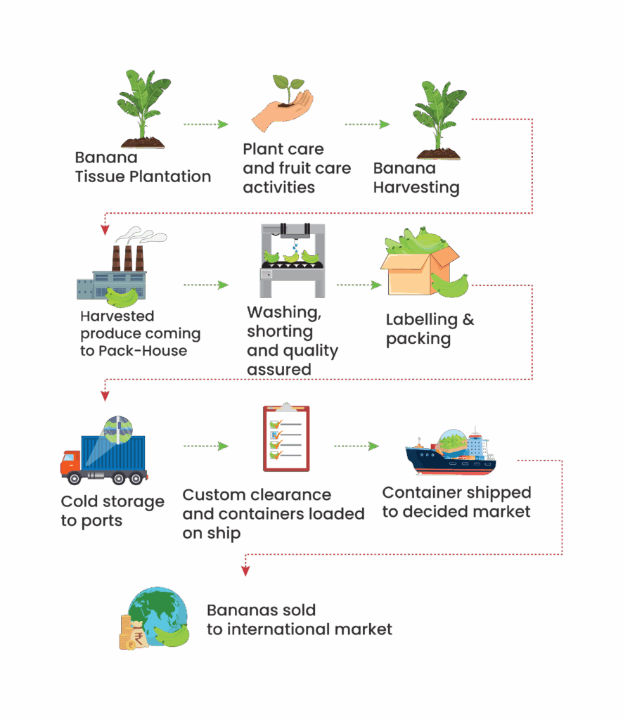 Bandhan Agritech Private Limited – Banana Exporter Globally from India